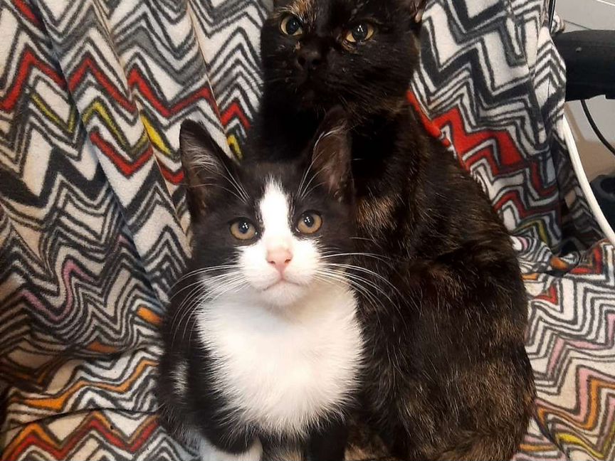 Отдам кота в добрые руки