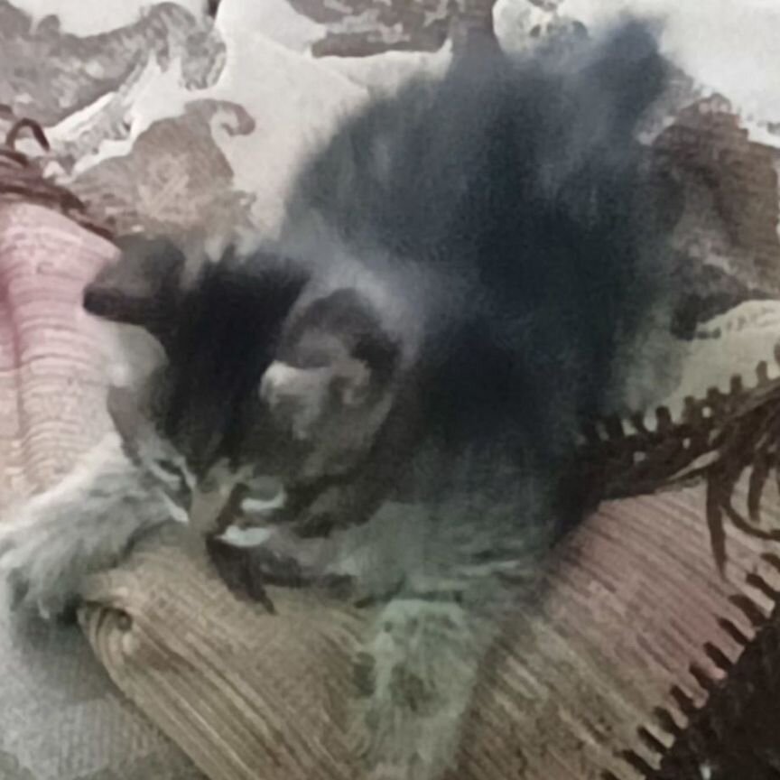 Котятки в добрые руки