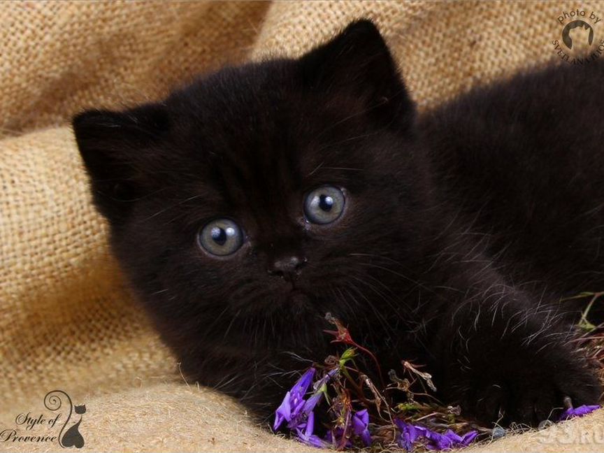 Котята полукровки Экзот