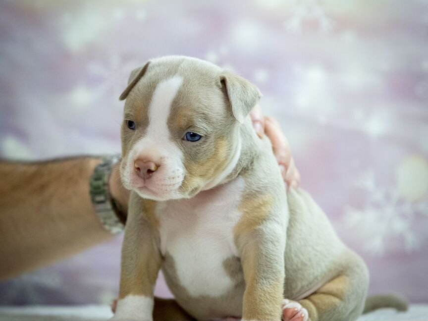 Щенок американского булли