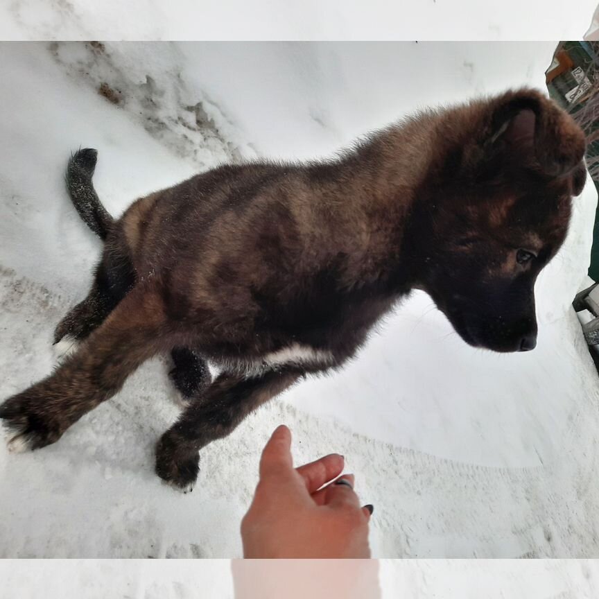 Щенок в добрые руки