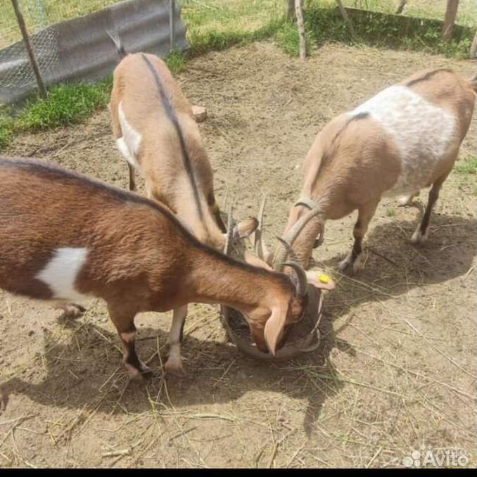 Чешские козы