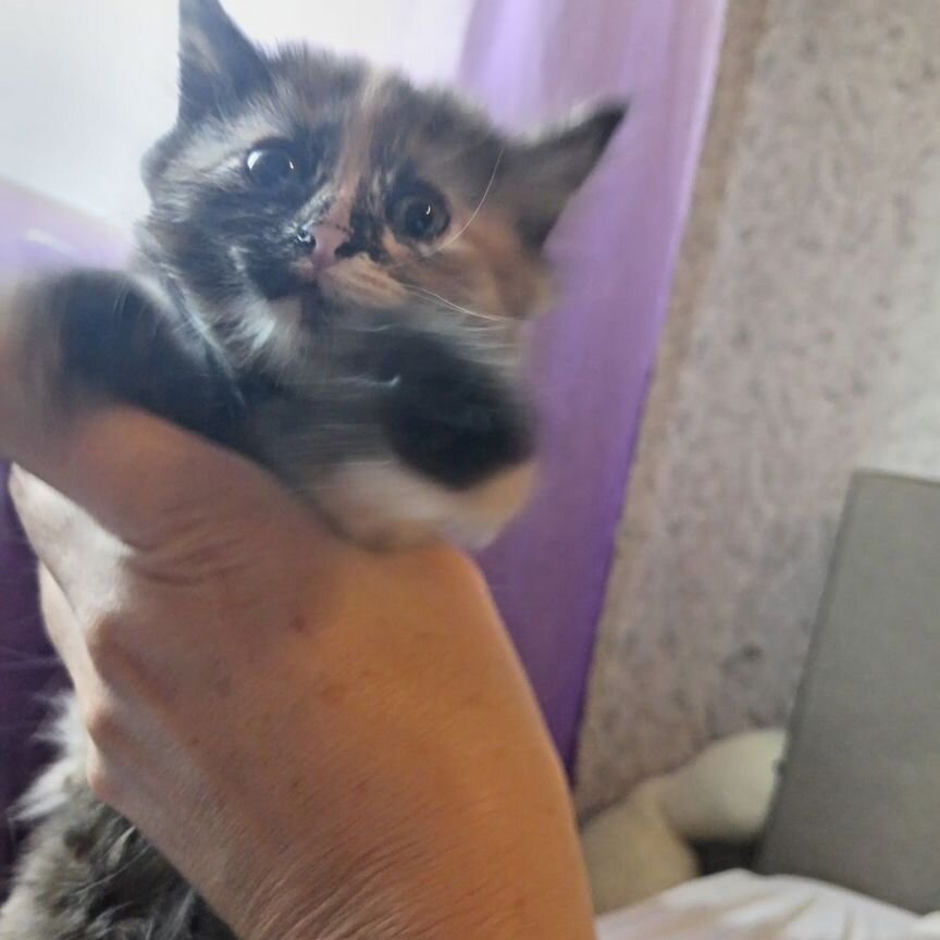 Котенок девочка в добрые руки