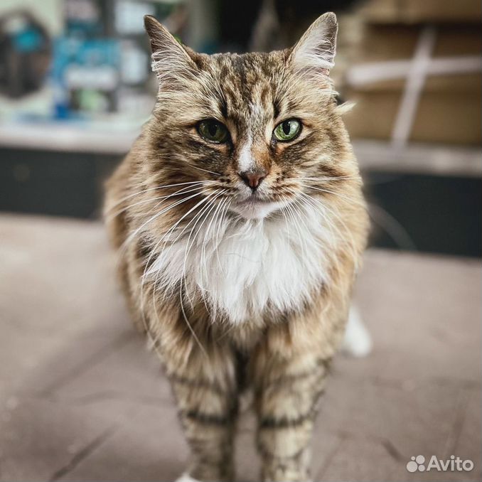 Маруся ищет дом