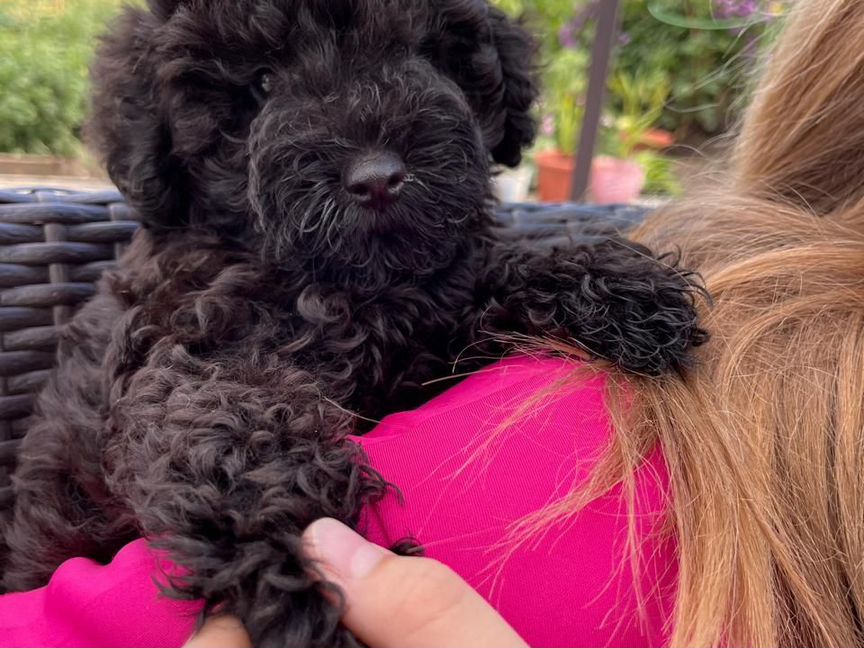 Мальтипу мальчик