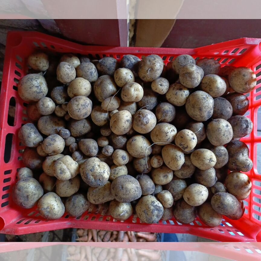 Картофель мелкий