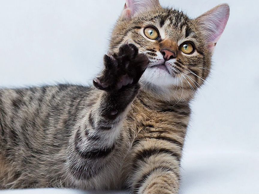 Котенок Тигруля ищет дом
