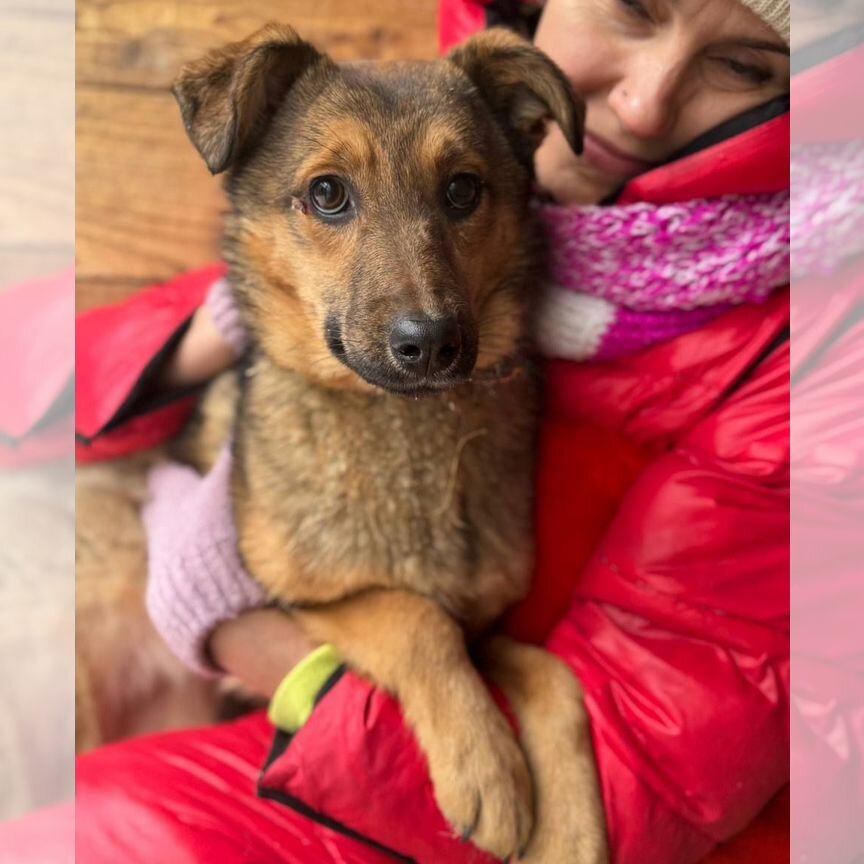 Щенок в добрые руки