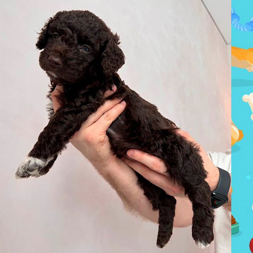 Испанская водяная собака, щенок