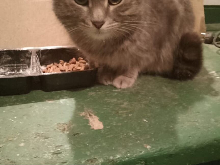 Кошка