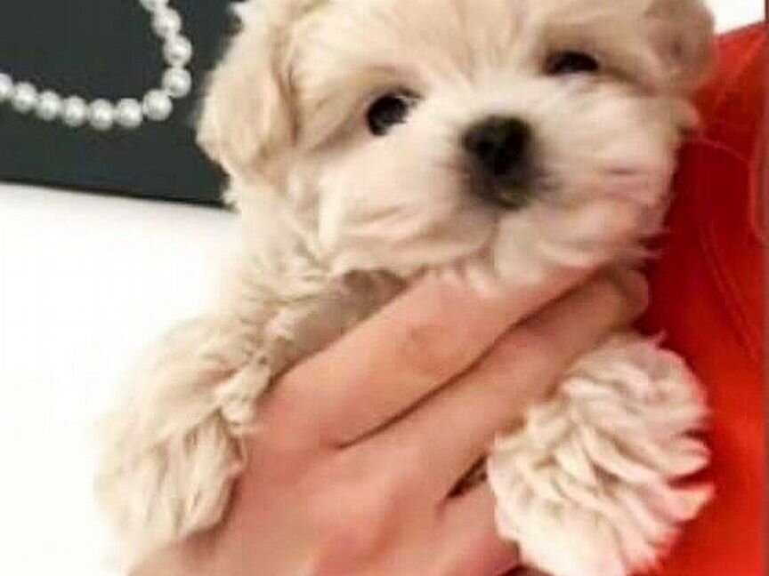 Карамельчик. Мальтипу скф1 Мальчик