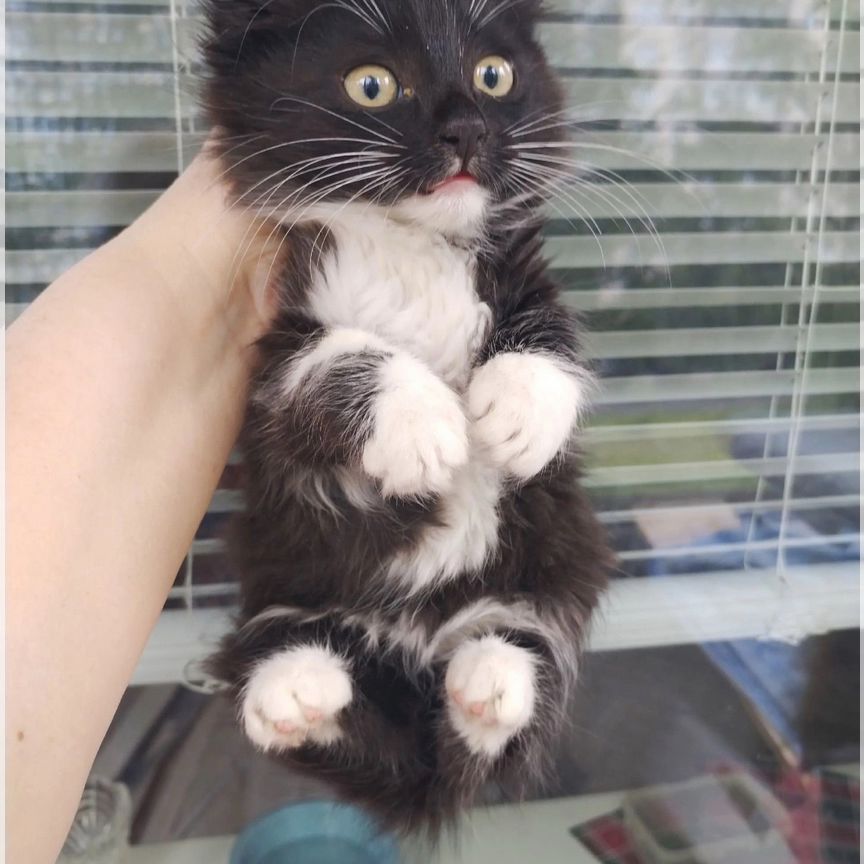 Котята Псковские