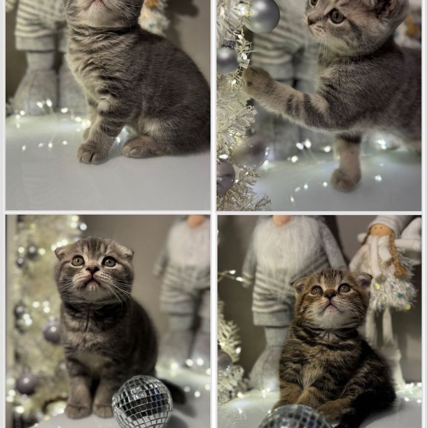 Шотландские котята вислоухие прямоухие