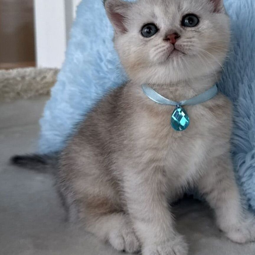 Шотландский прямоухий короткошёрстный котёнок