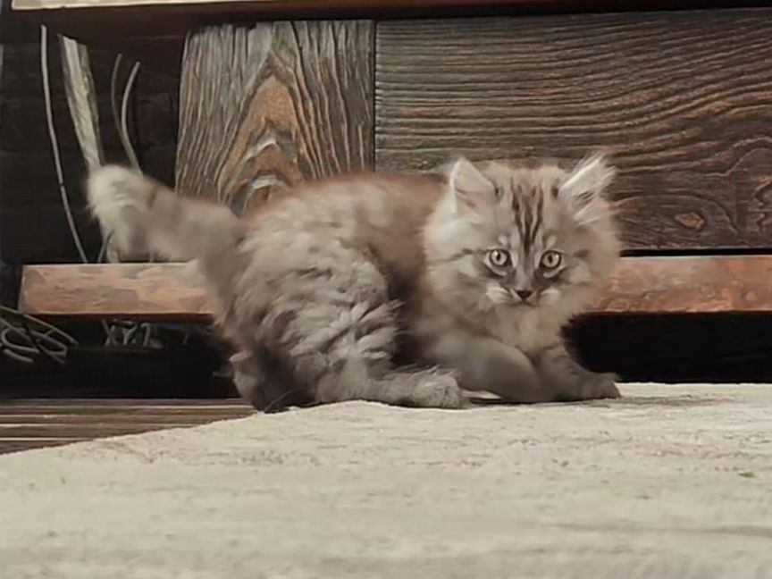 Сибирский котенок