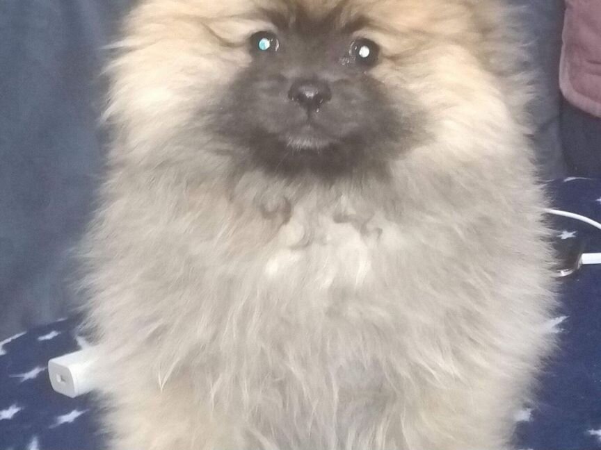 Щенок шпица