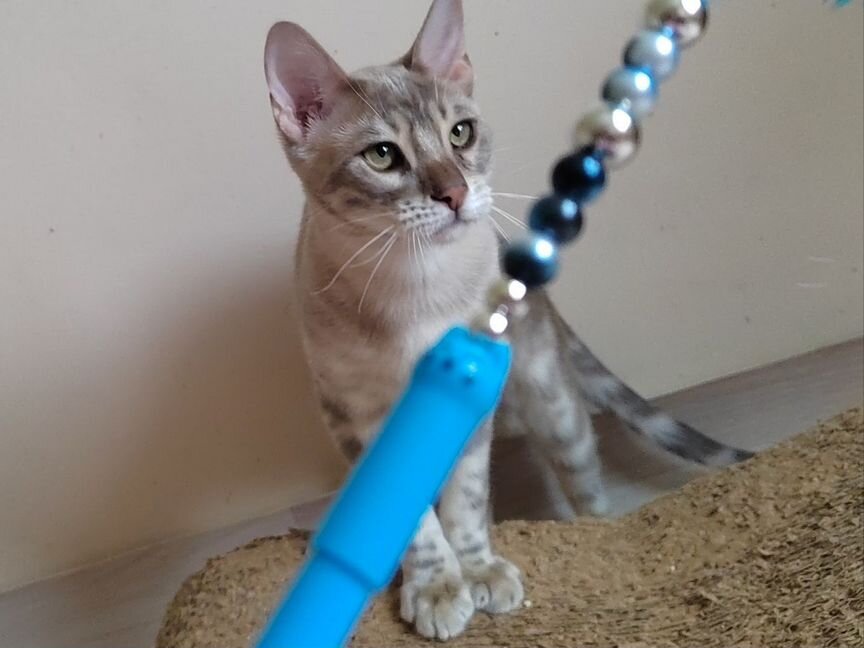 Бенгал редкого окраса