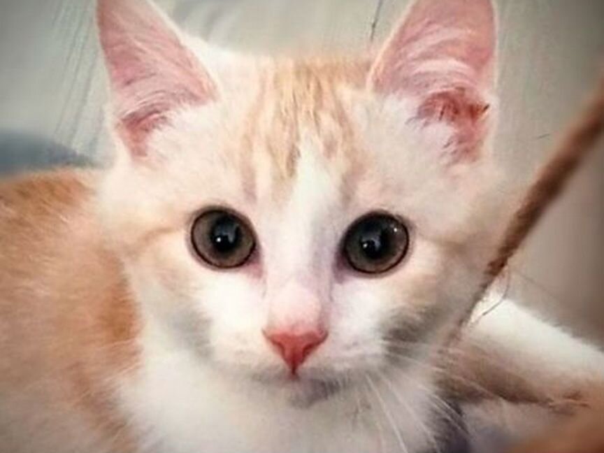 Котенок ищет маму и дом