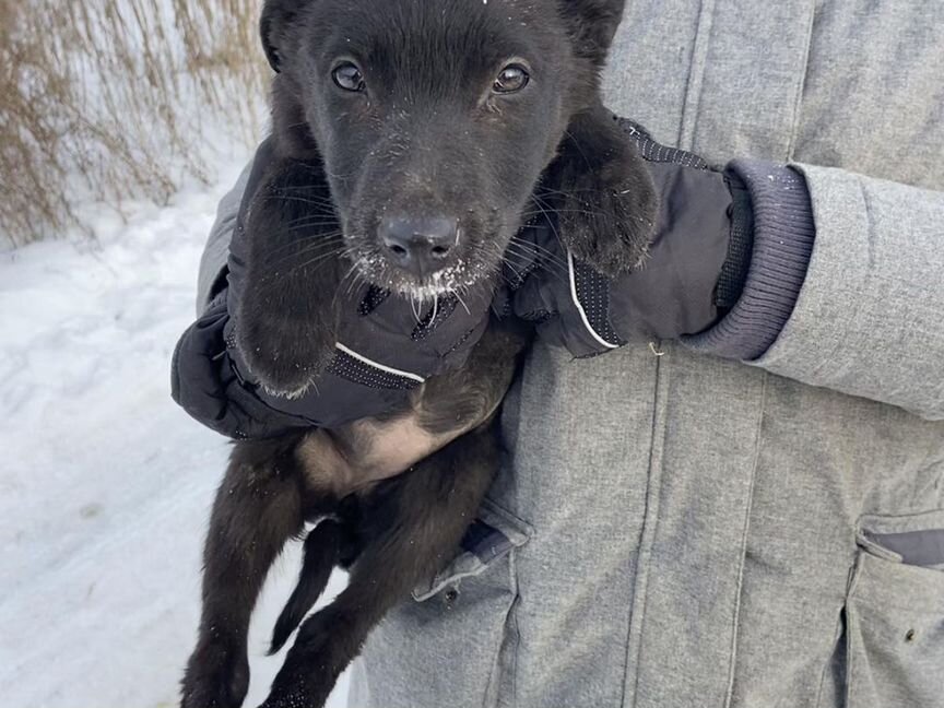 Собака в добрые руки отдам бесплатно