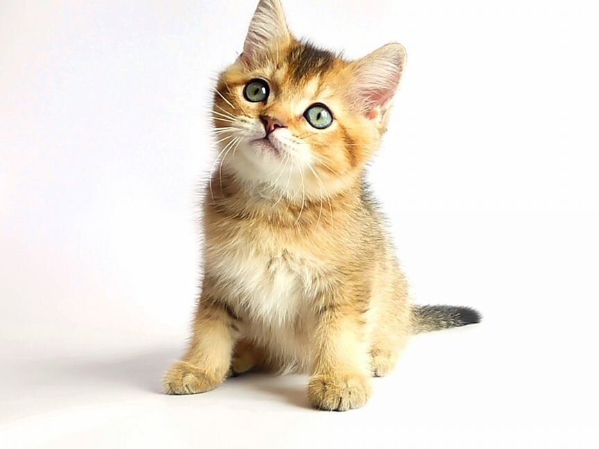 Британский тикированный котик