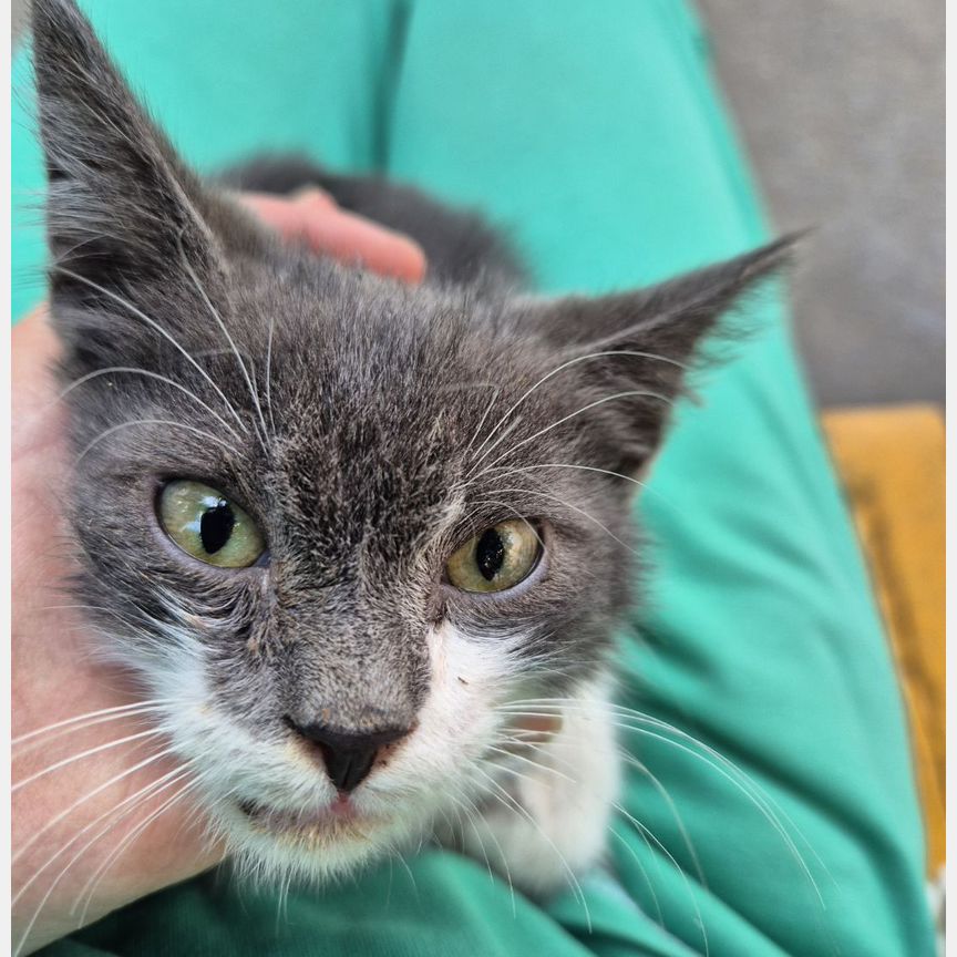 Котята бесплатно