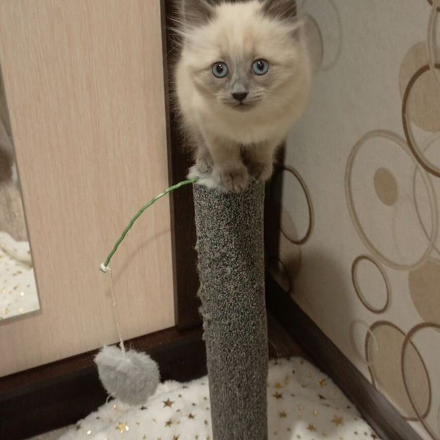 Сиамская кошечка