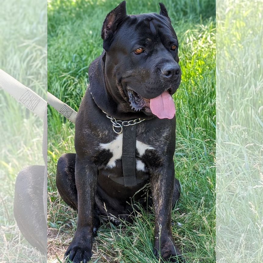 Кобель Вязка кане Корсо