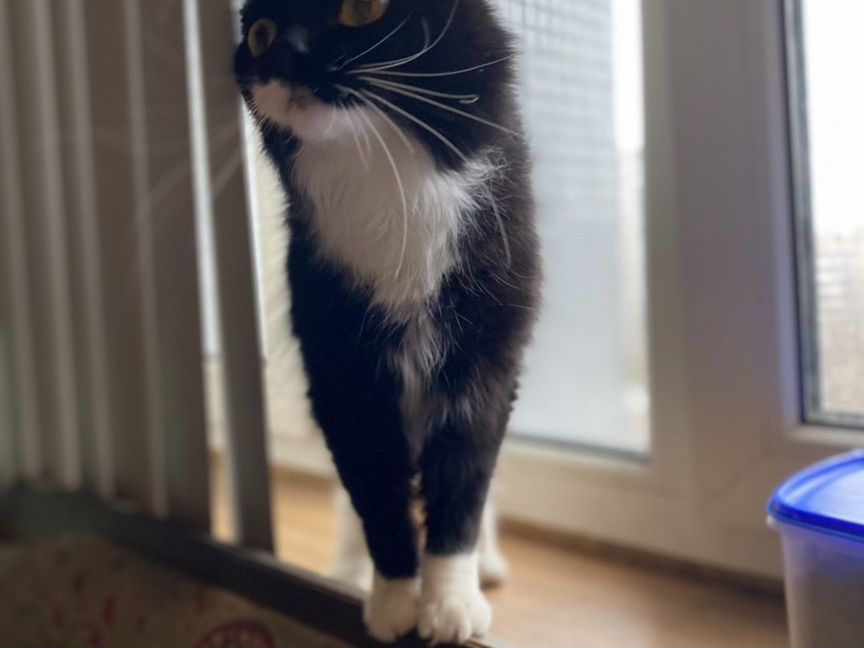 Кошка бесплатно