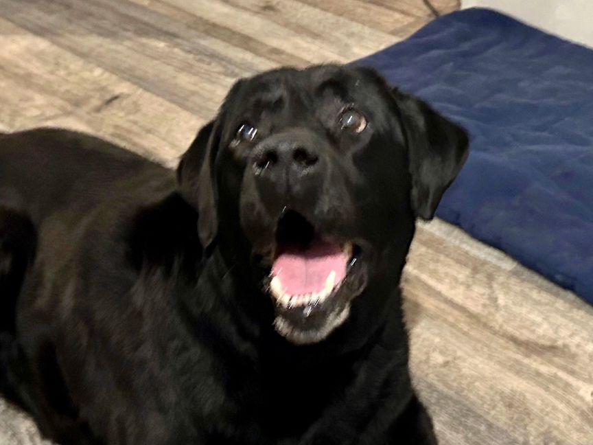 Ласковый и спокойный взрослый лабрадор