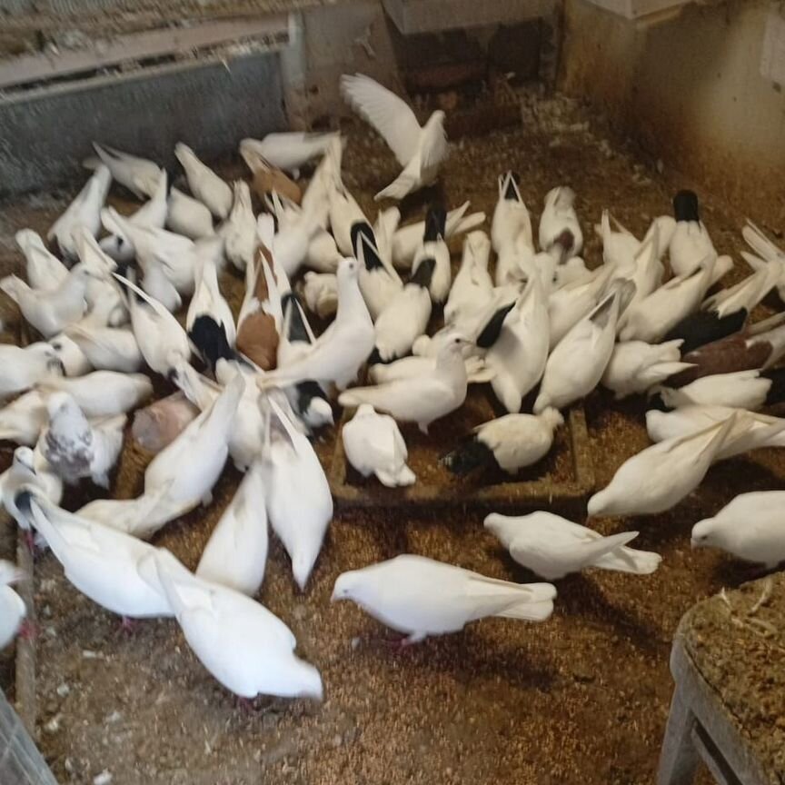 Продажа голубей