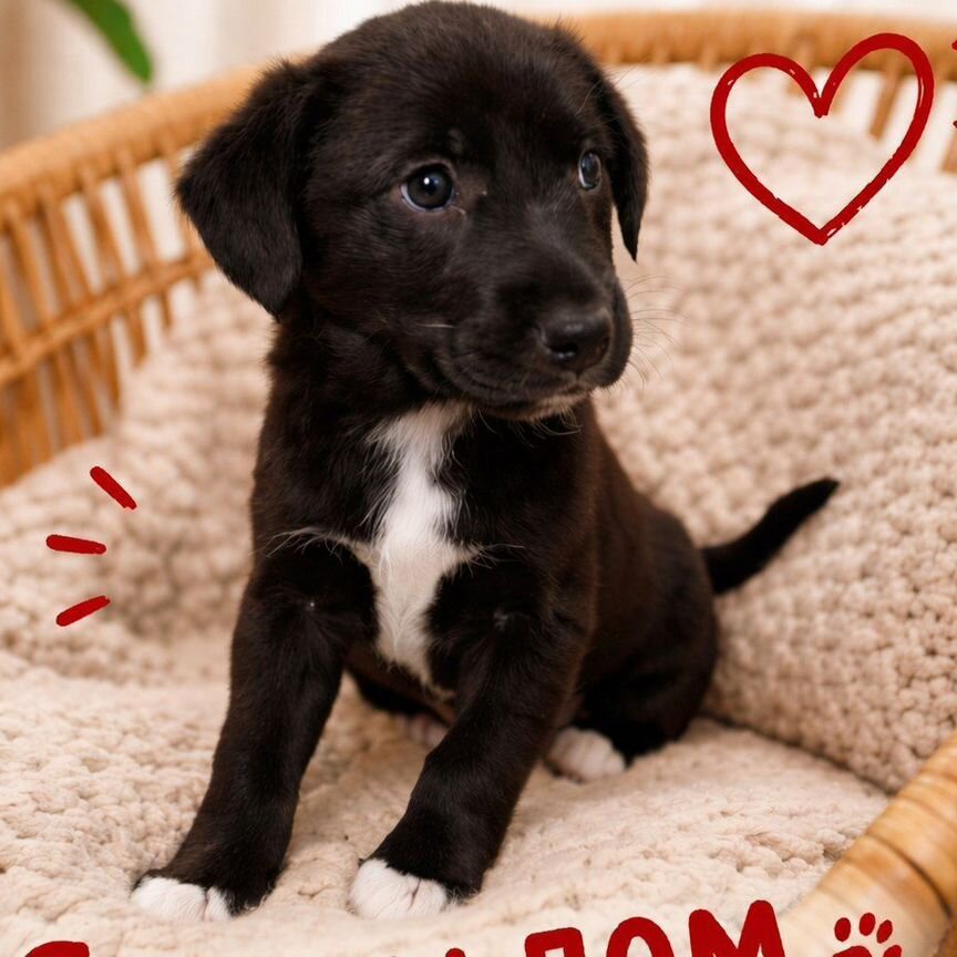 Щенок в добрые руки