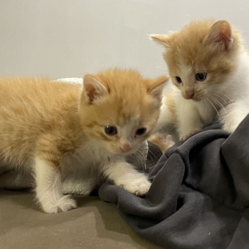 Котята мальчики
