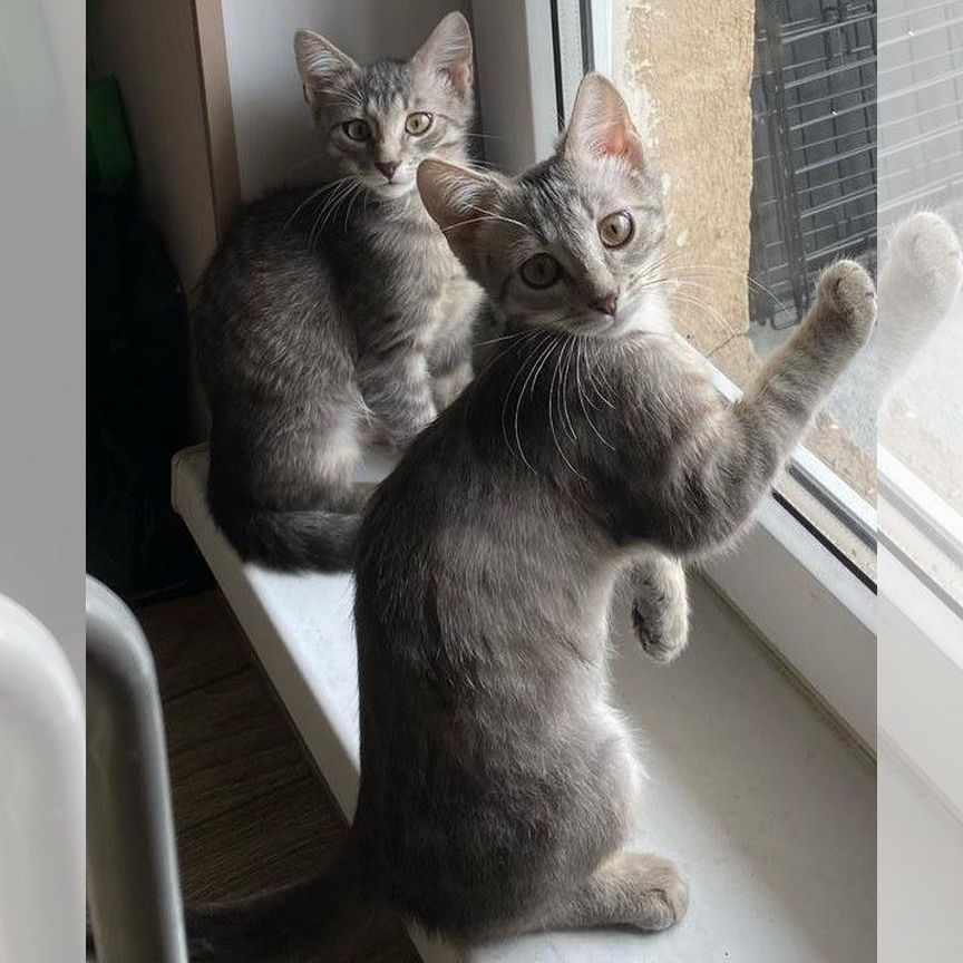 Котята-близнецы в поисках дома