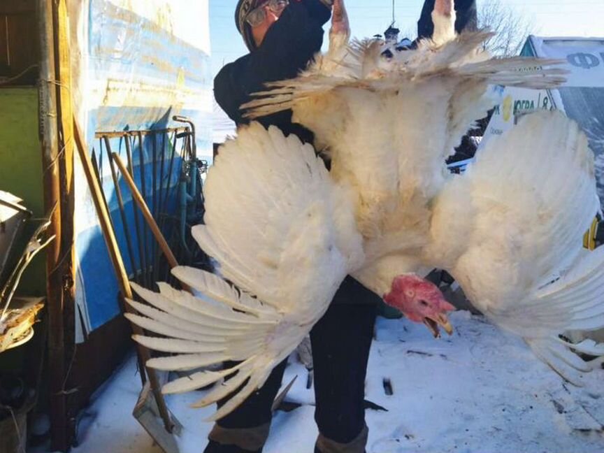 Индюки, Петухи, Фарш на мясо