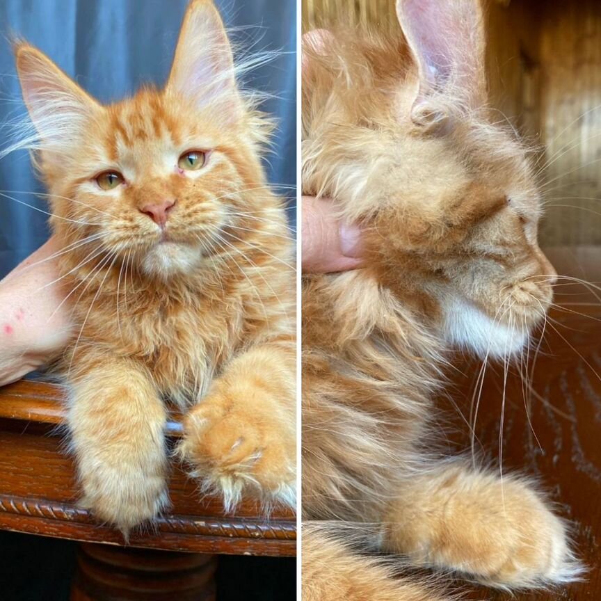Мейн кун красный шикарный котенок