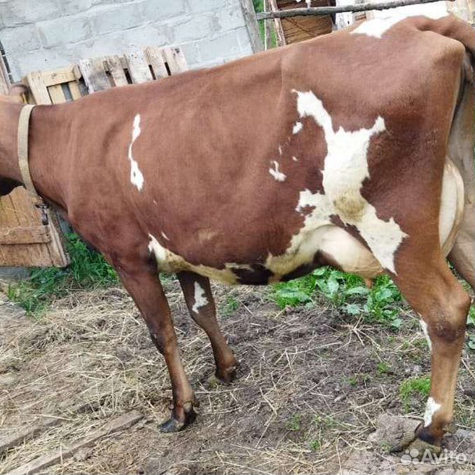 Айширская корова