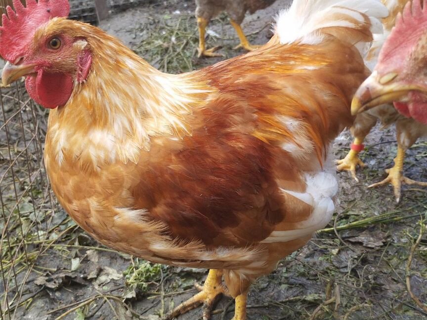 Молодые петухи