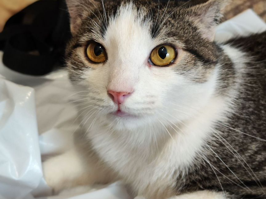 Ласковый котишка