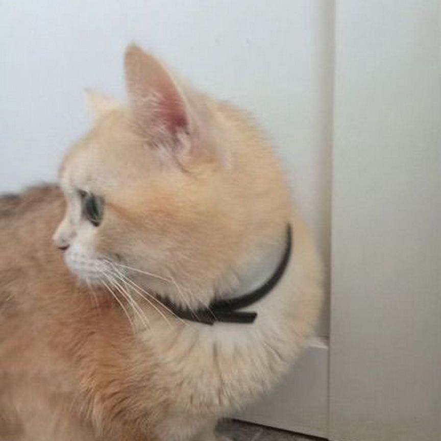 Шотландский кот вязка