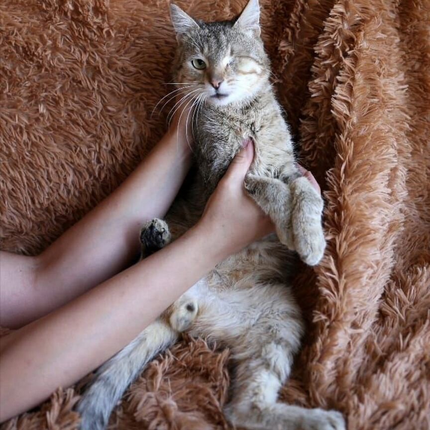 Котик в добрые руки