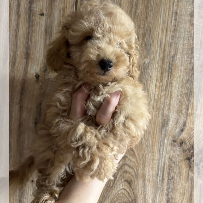 Той-пудель, щенок