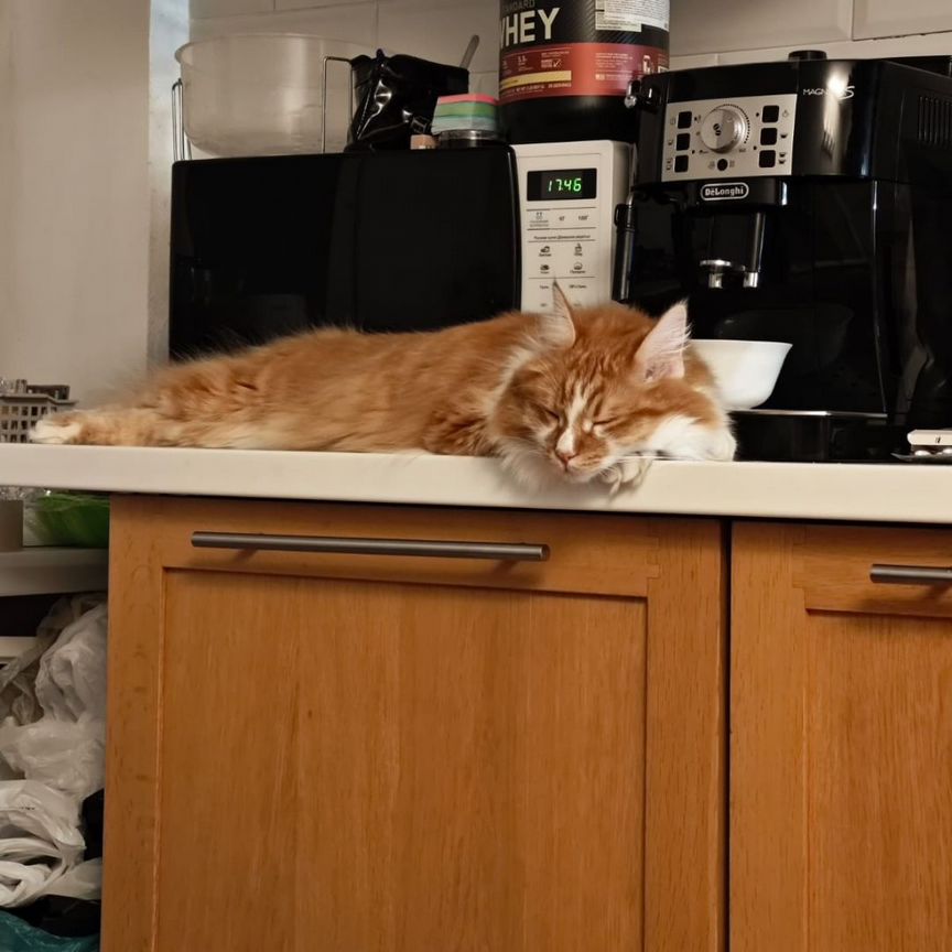 Отдам кота в добрые руки