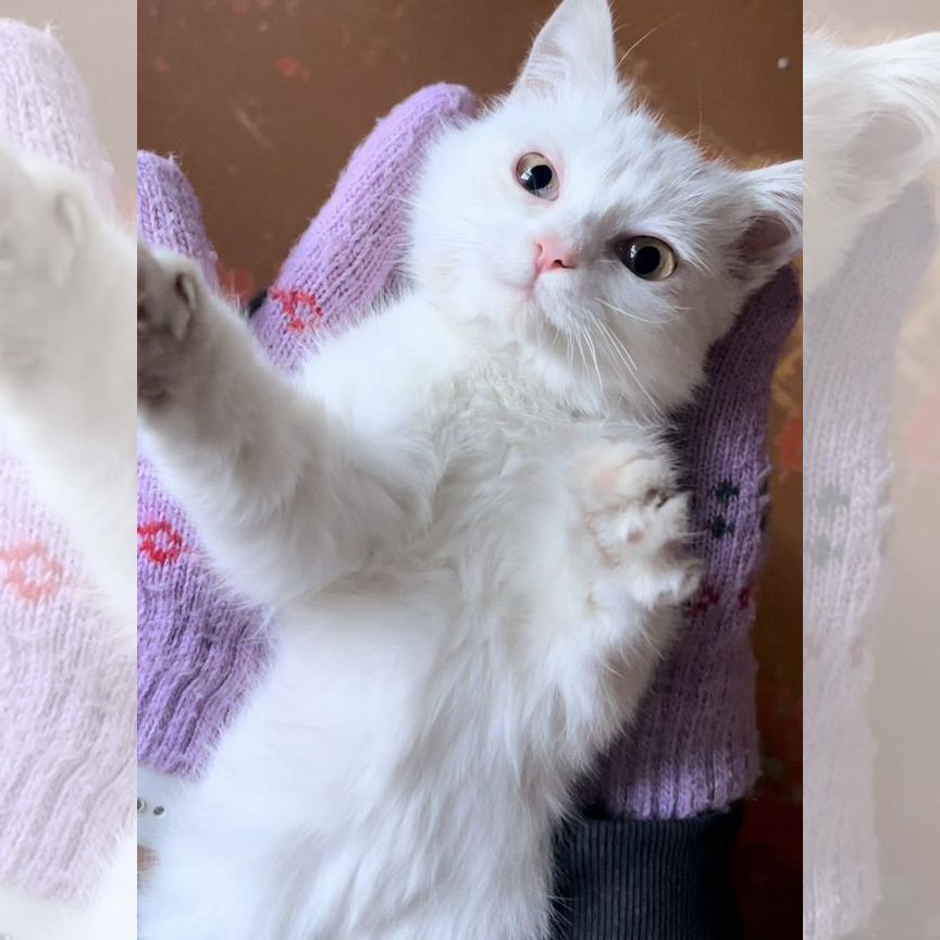 Котёнок в добрые руки