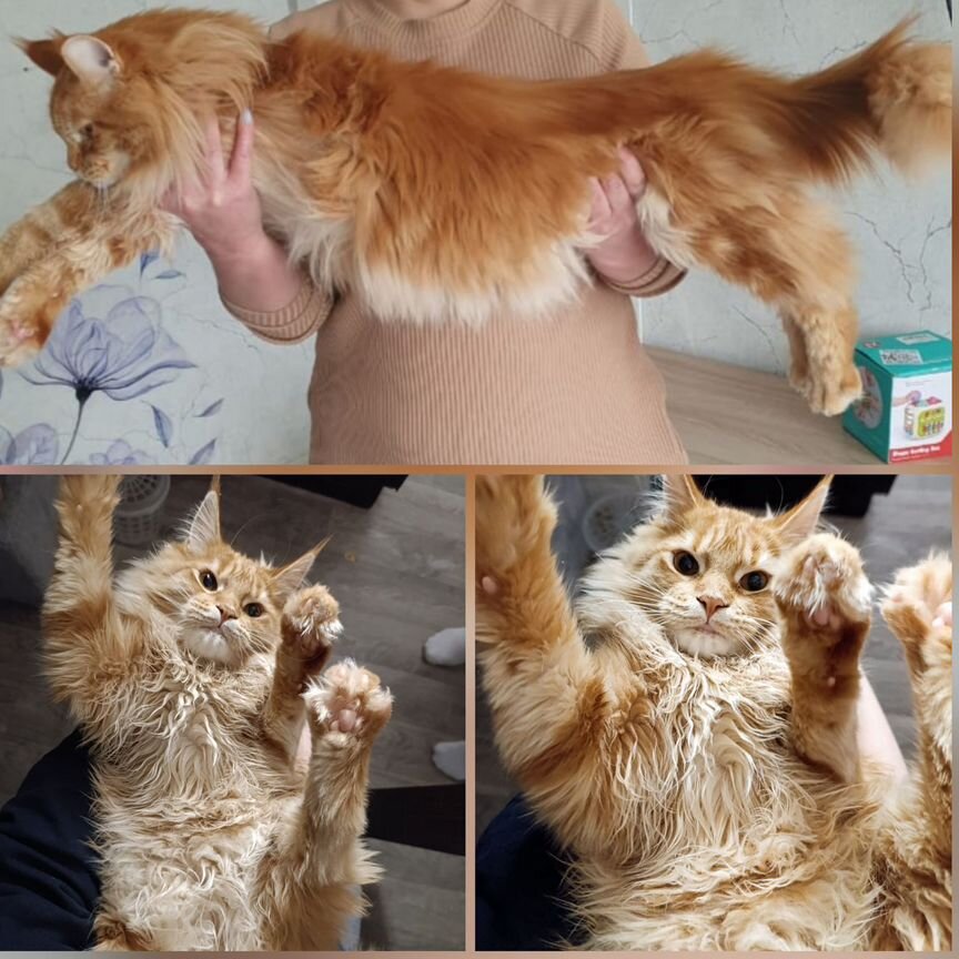 Мейн-кун, взрослый кот