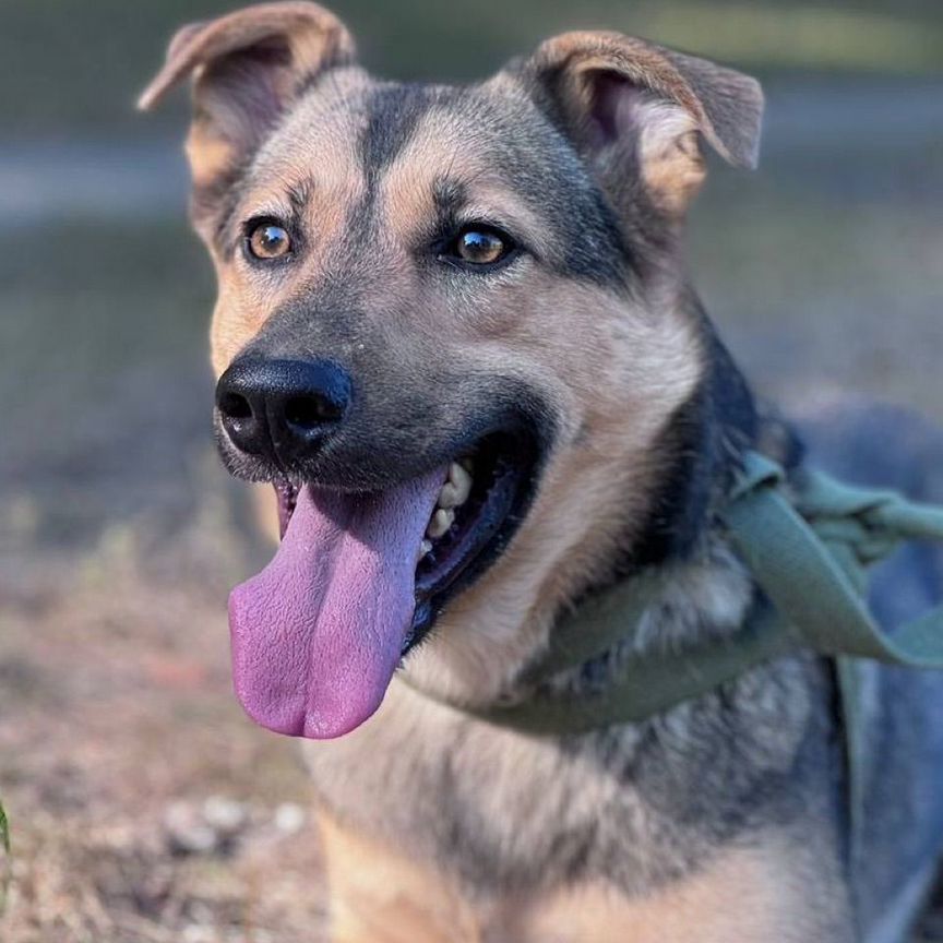 Молодой небольшой пес Расик грустит в приюте