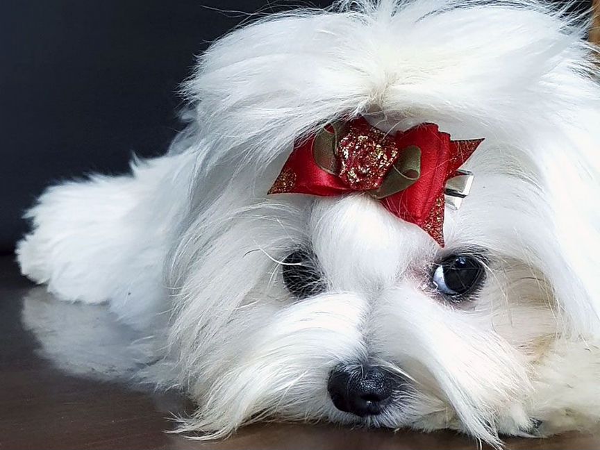 Мальтийская болонка РКФ мальчики