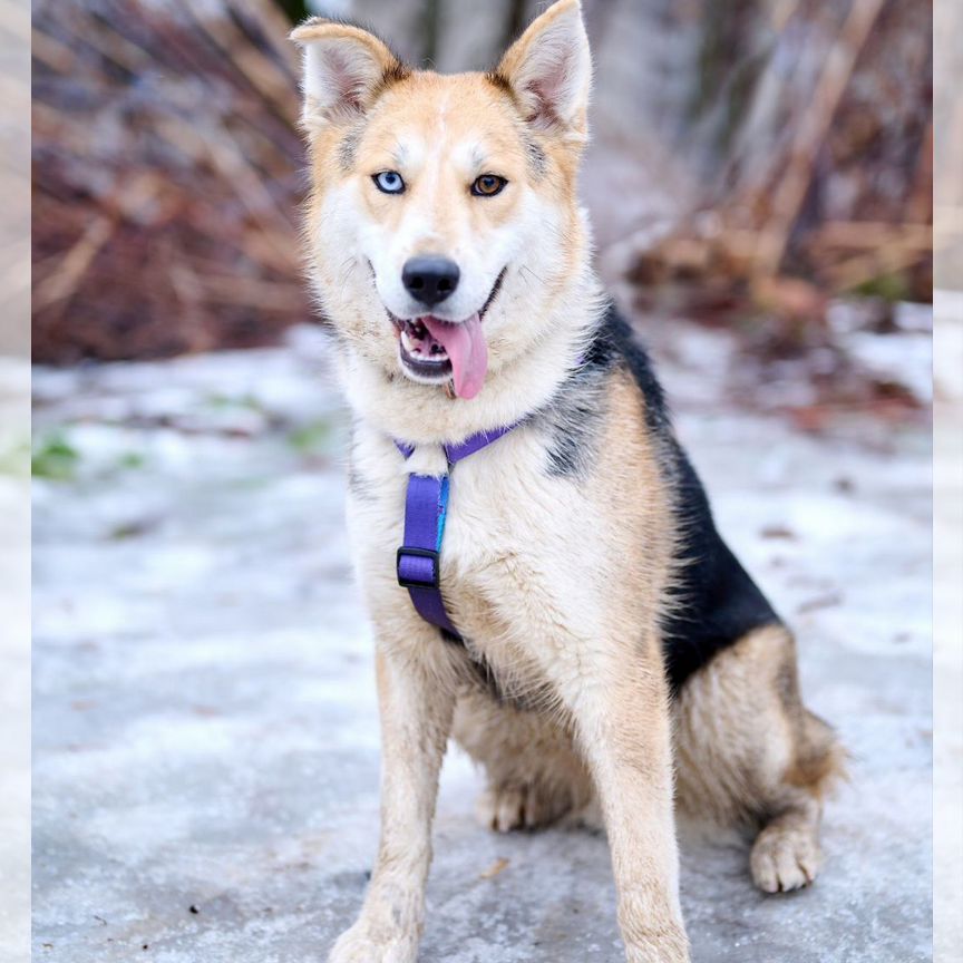 Собака в добрые руки из приюта