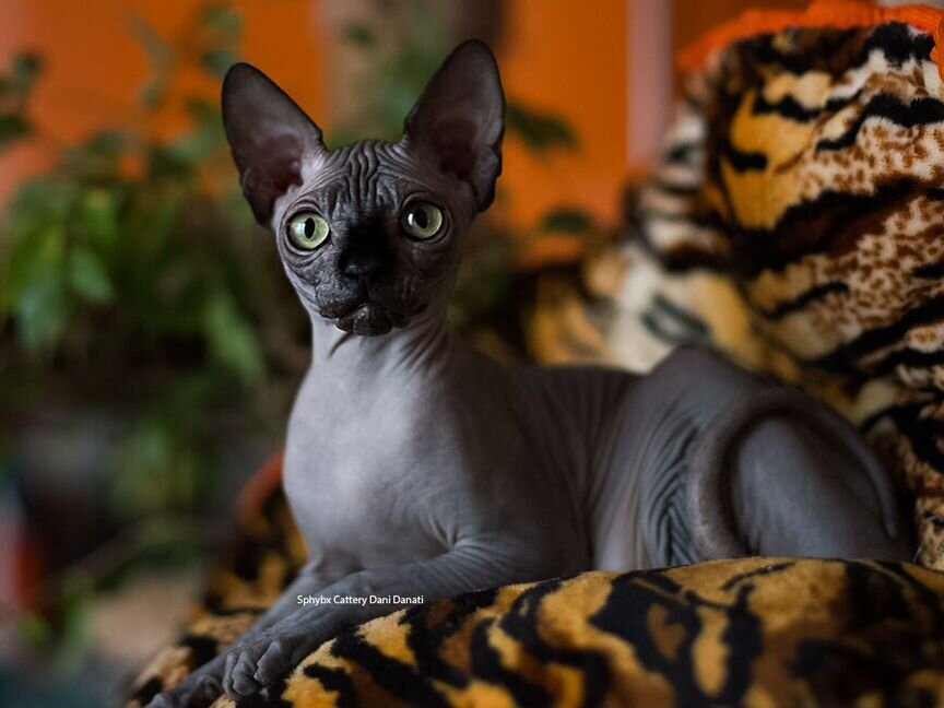 Черная красавица девочка Сфинкс