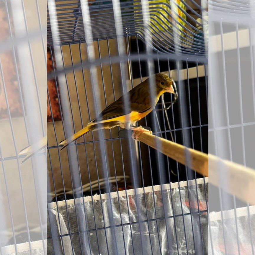 Кенара и канарейки