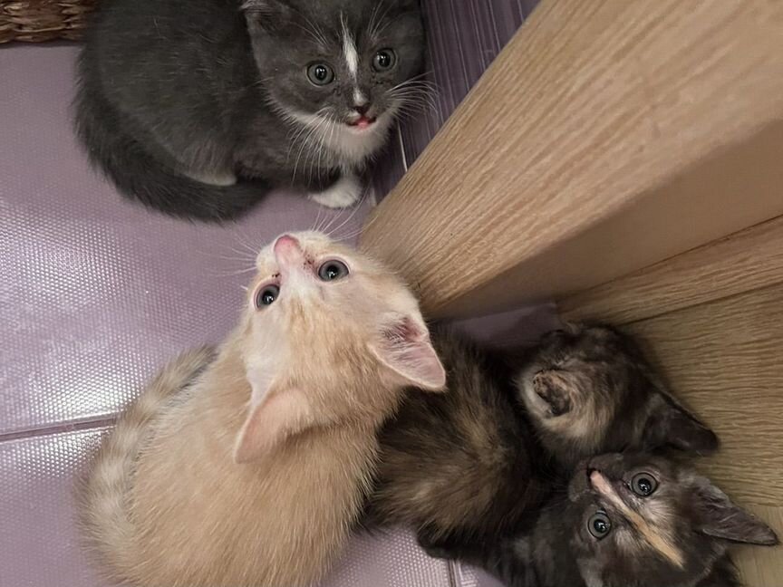 Отдам котяток